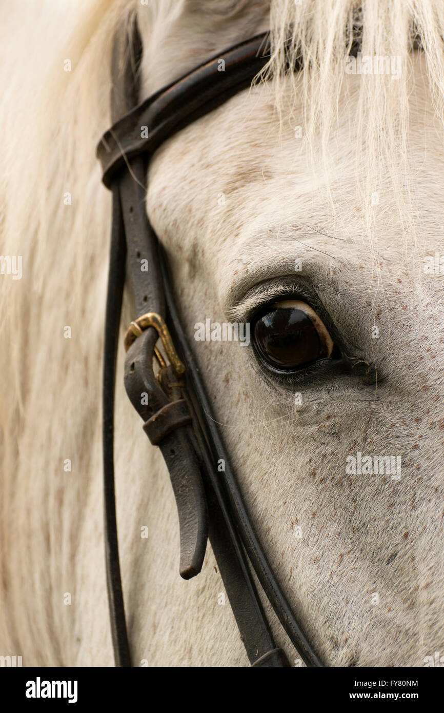 Riding horse white portrait hi-res stock photography and images - Alamy