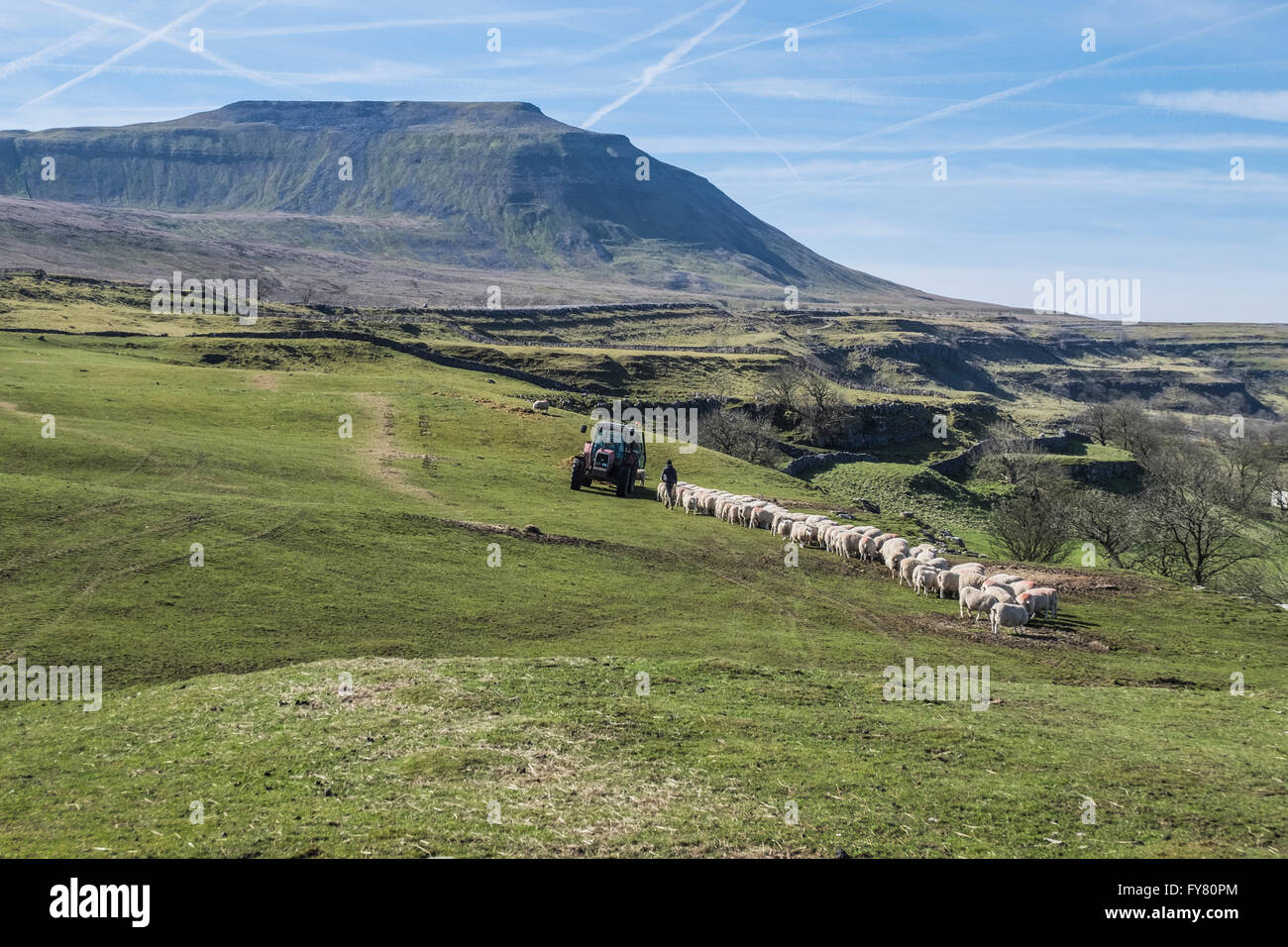 Cheviot cross sheep hi-res stock photography and images - Alamy