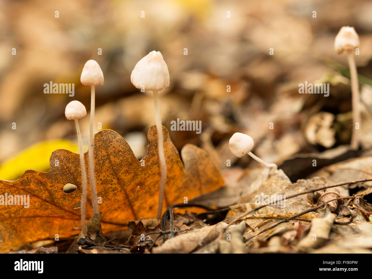 Macro forest hi-res stock photography and images - Alamy