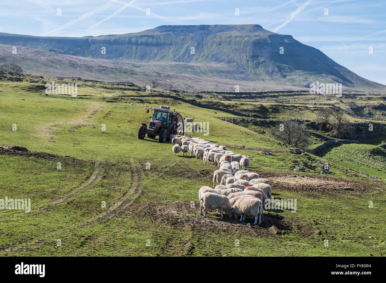 Cheviot Cross sheep above Chapel Le Dale Stock Photo - Alamy
