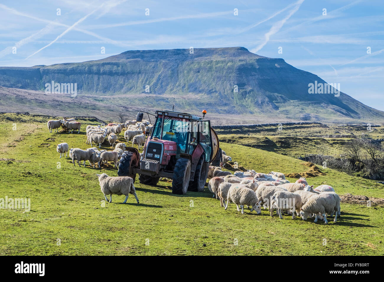 Cheviot Cross Sheep Stock Photos & Cheviot Cross Sheep Stock Images - Alamy