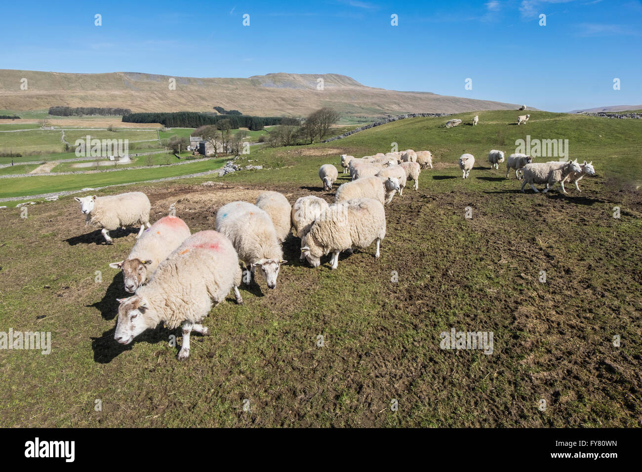 Cheviot sheep and lamb hi-res stock photography and images - Alamy