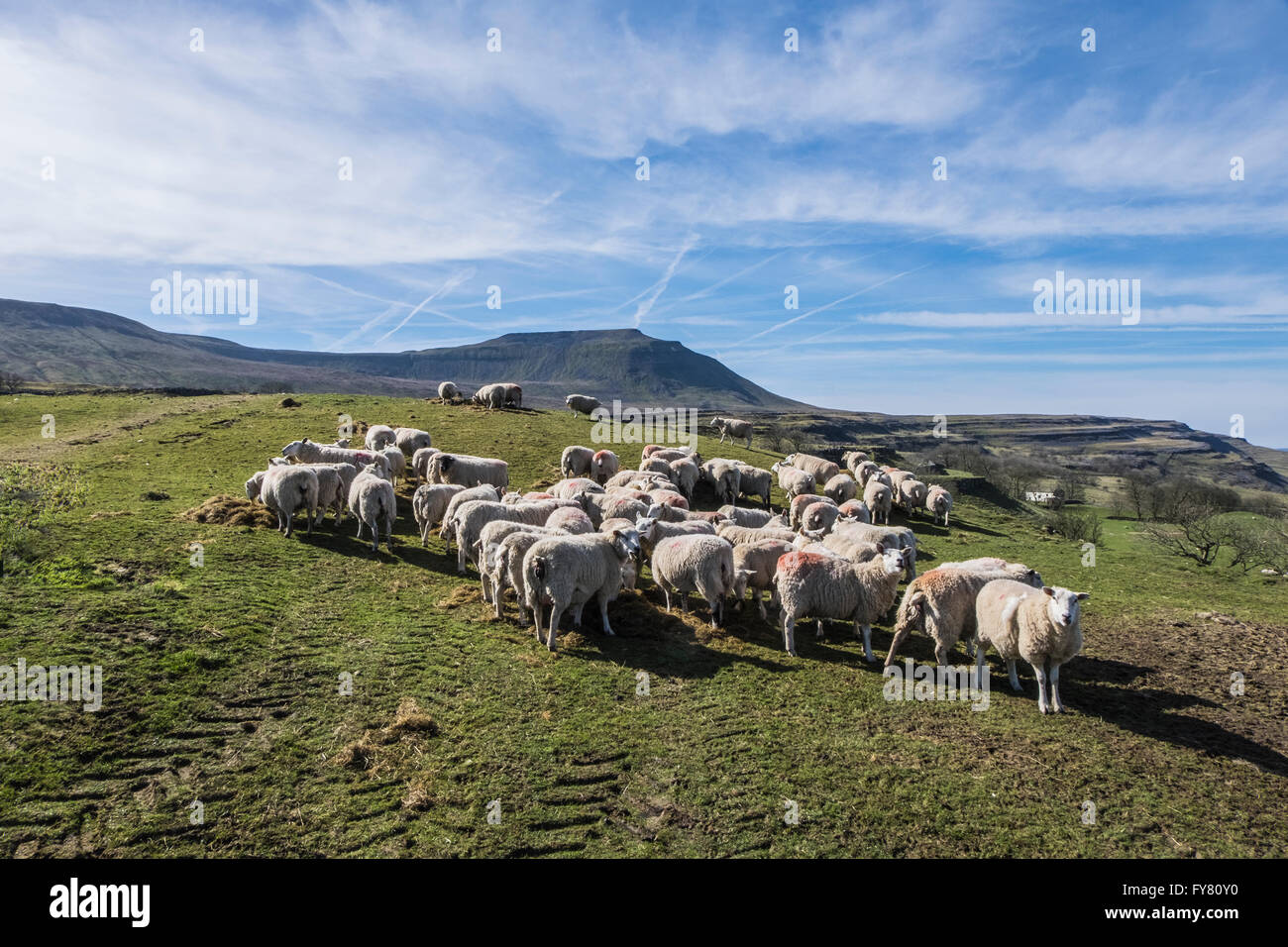 Cross sheep hi-res stock photography and images - Alamy