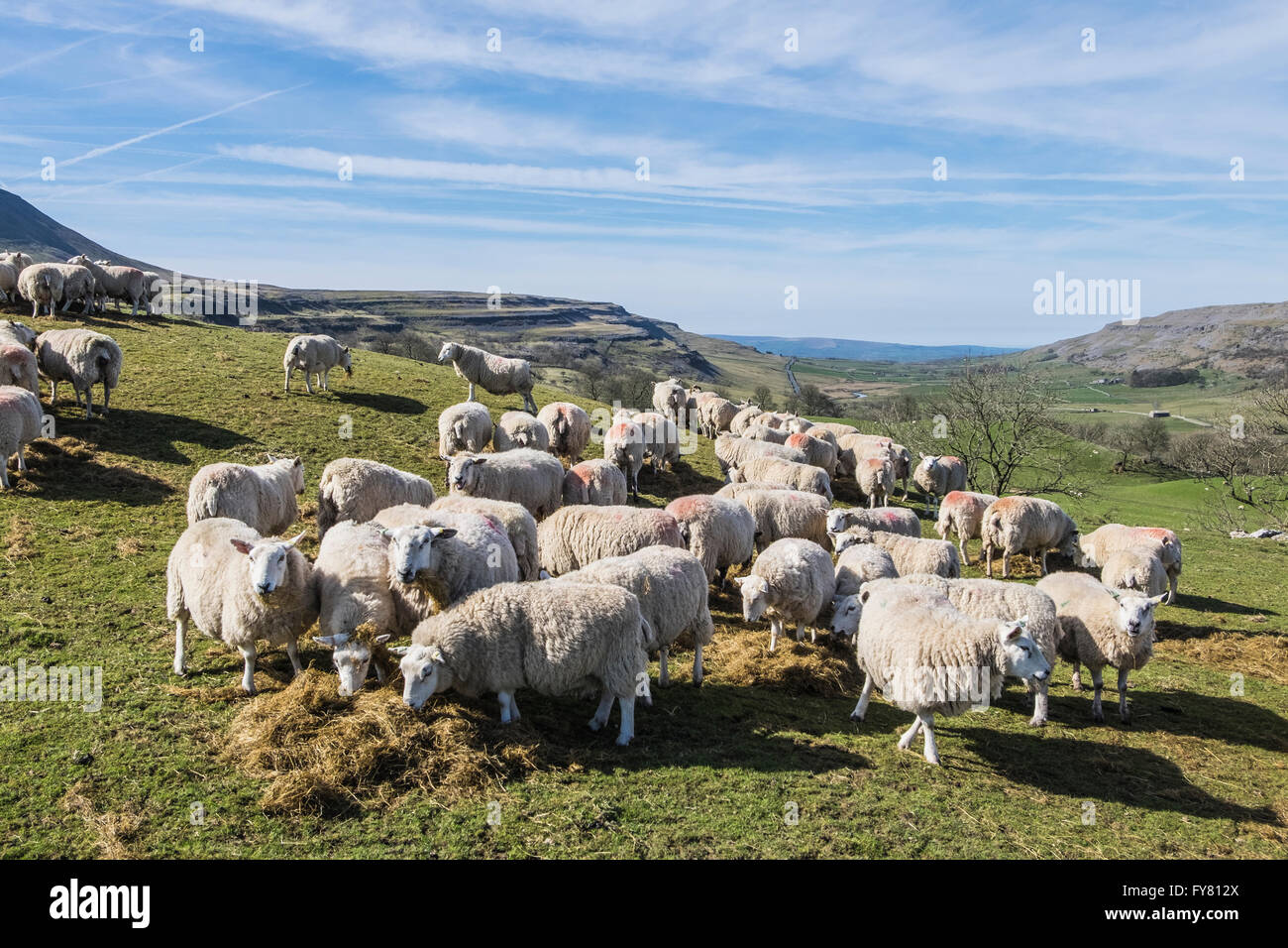 Cheviot Cross sheep above Chapel Le Dale Stock Photo - Alamy