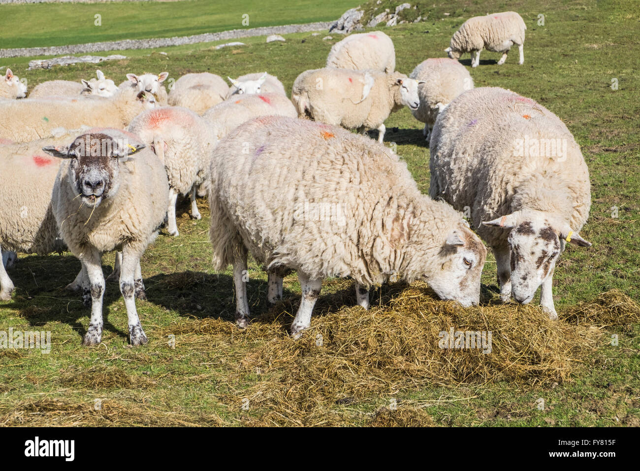 Cheviot Cross Sheep Stock Photos & Cheviot Cross Sheep Stock Images - Alamy