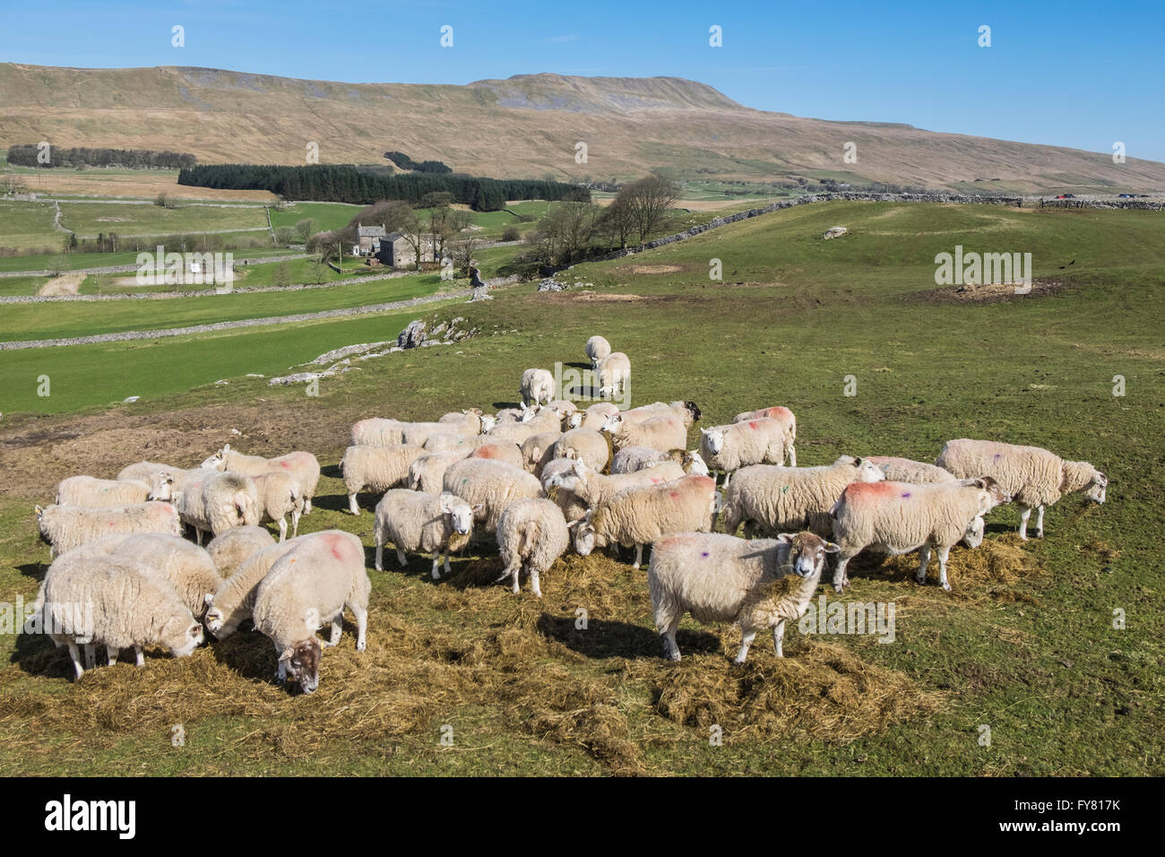 Cheviot Cross Sheep Stock Photos & Cheviot Cross Sheep Stock Images - Alamy