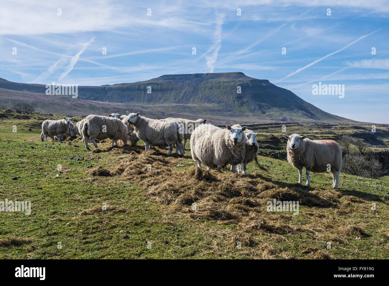 Cheviot Cross Sheep Stock Photos & Cheviot Cross Sheep Stock Images - Alamy
