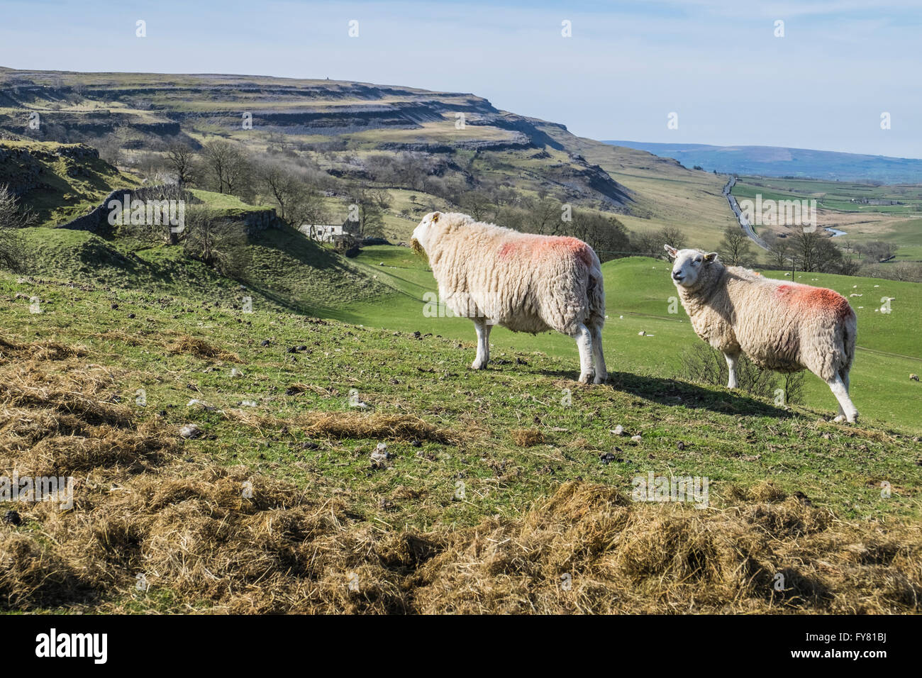 Cheviot cross hi-res stock photography and images - Alamy