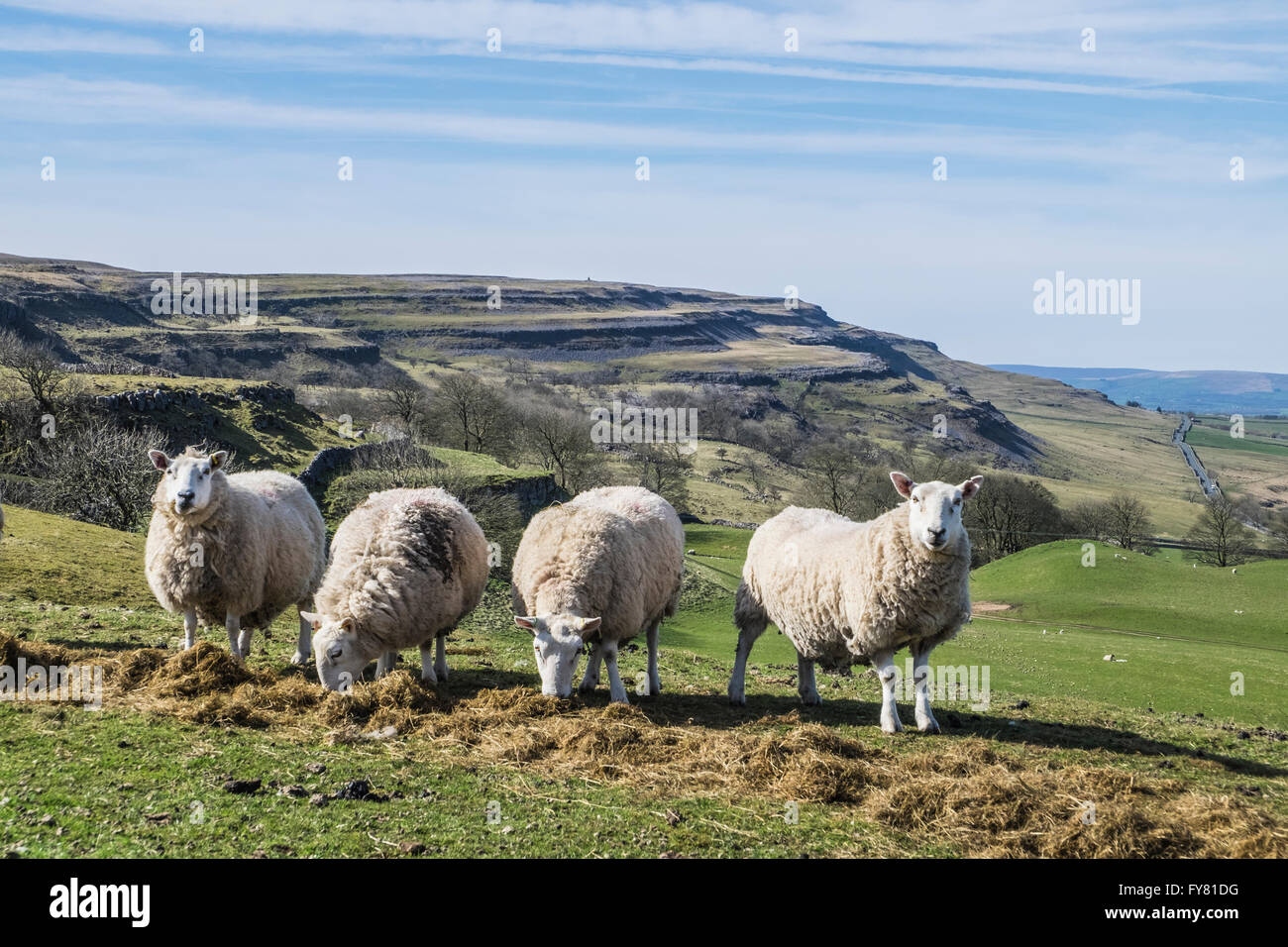 Cheviot Cross Sheep Stock Photos & Cheviot Cross Sheep Stock Images - Alamy