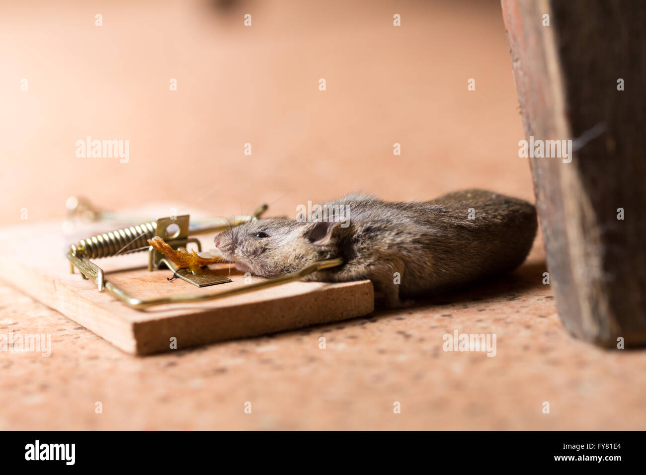 Mouse in the mouse trap Stock Photo - Alamy