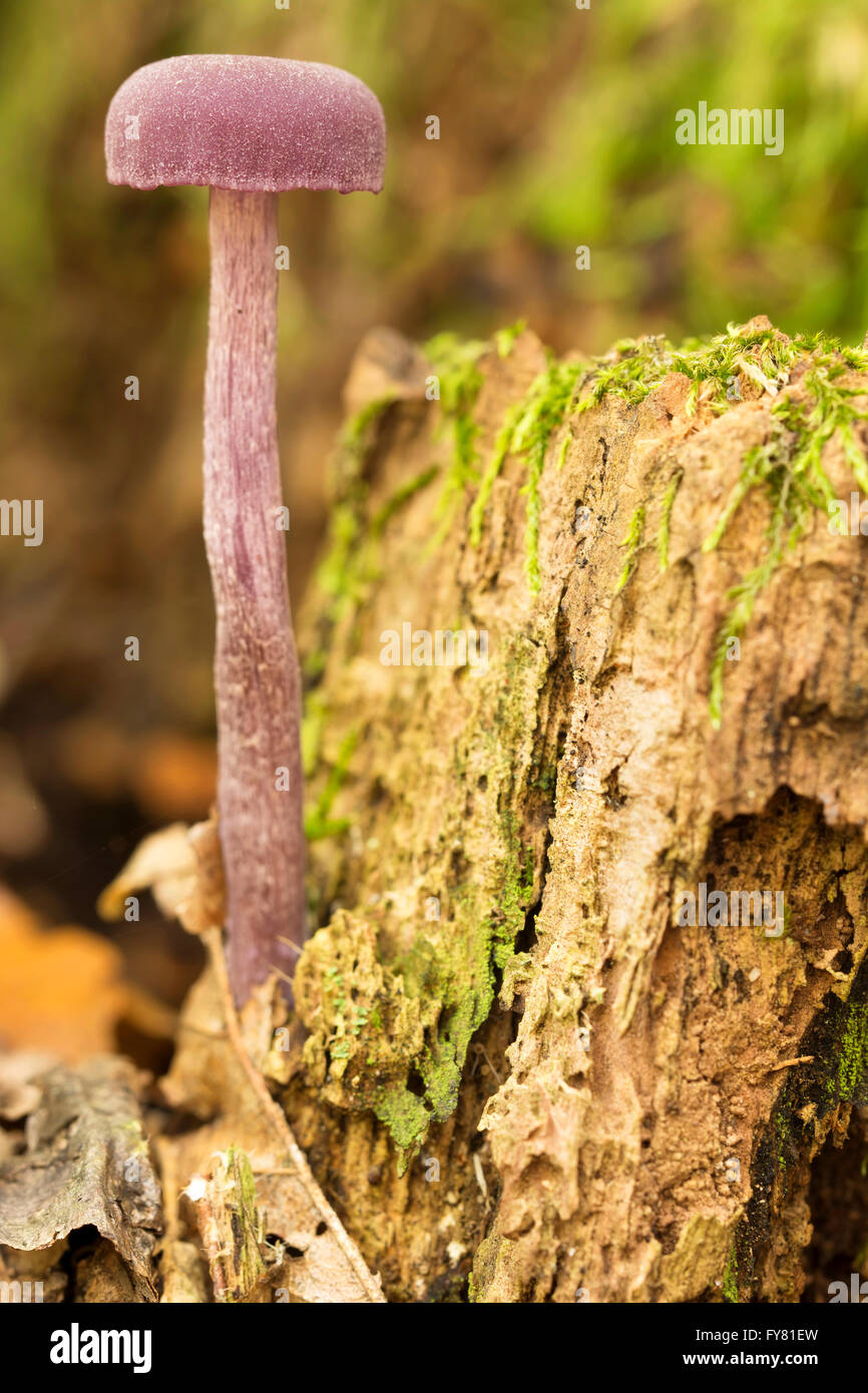 Danger poison psychedelic violet mushrooms in the forest, (Laccaria ...