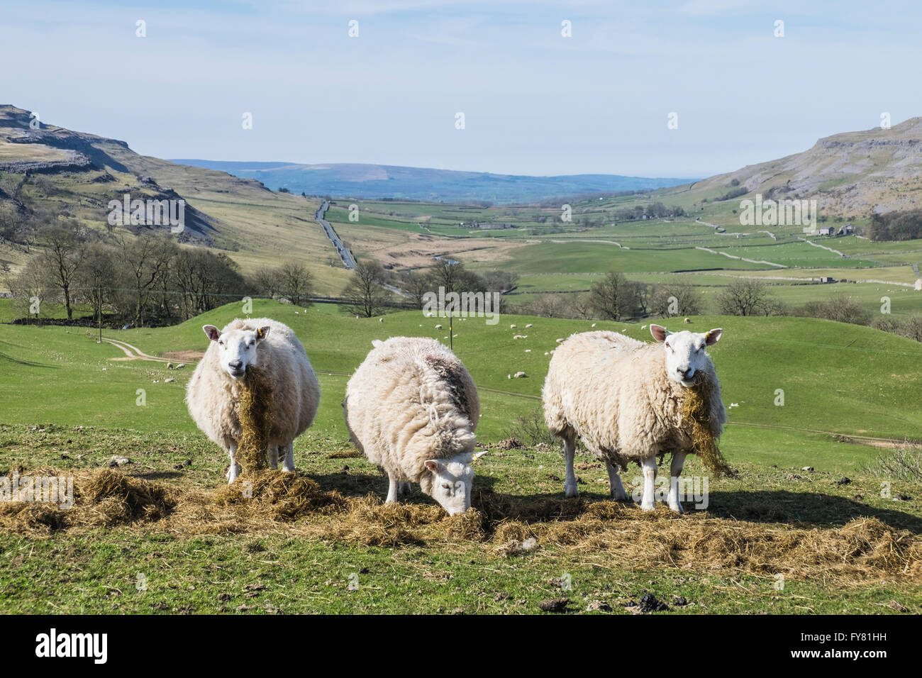 Cheviot Cross Sheep Stock Photos & Cheviot Cross Sheep Stock Images - Alamy