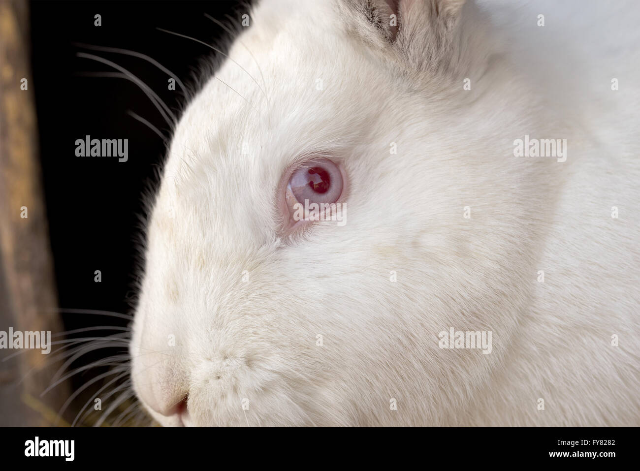 Portrait of the white rabbit Stock Photo - Alamy