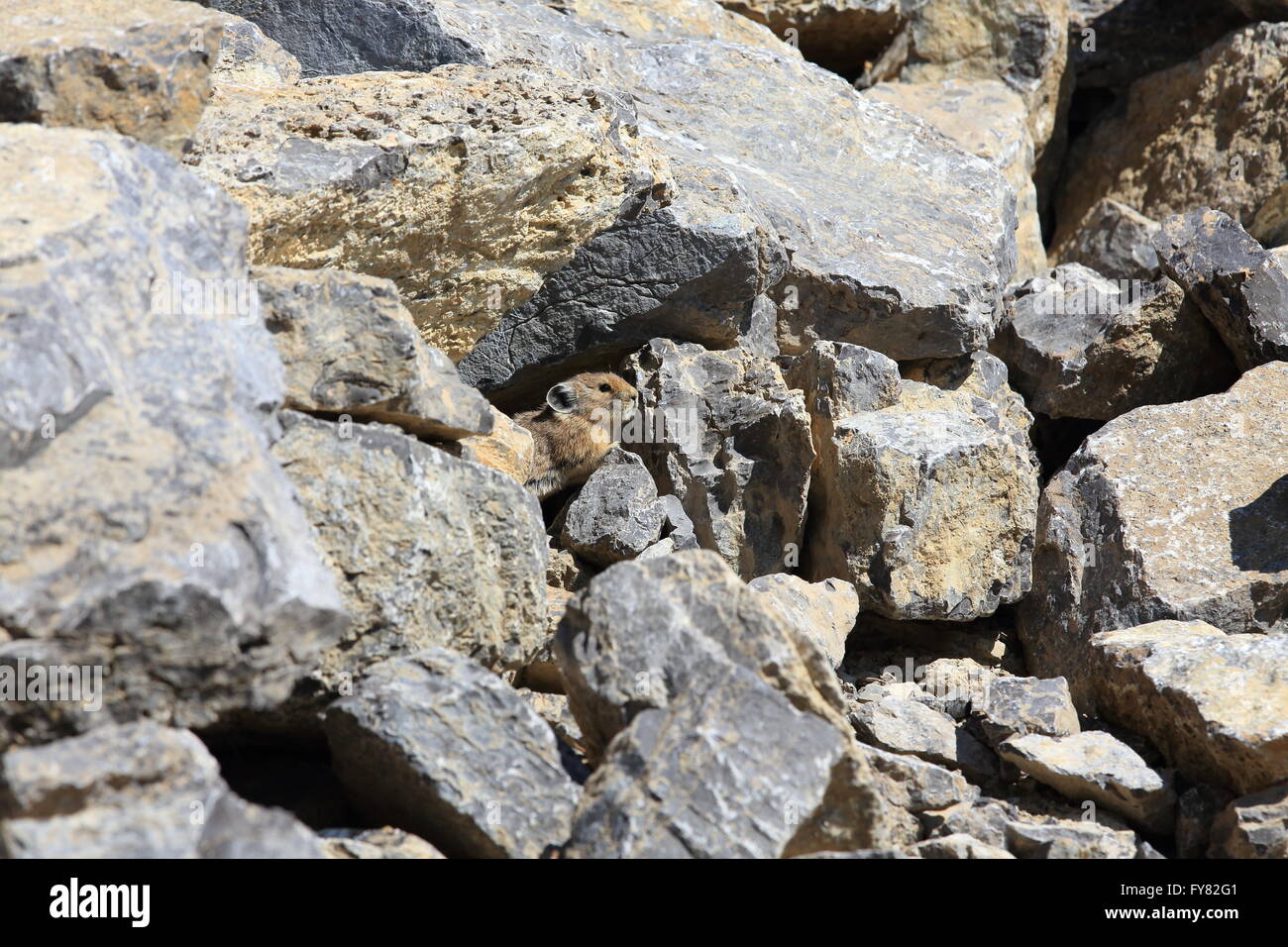 Pika Yellowstone NP Stock Photo - Alamy
