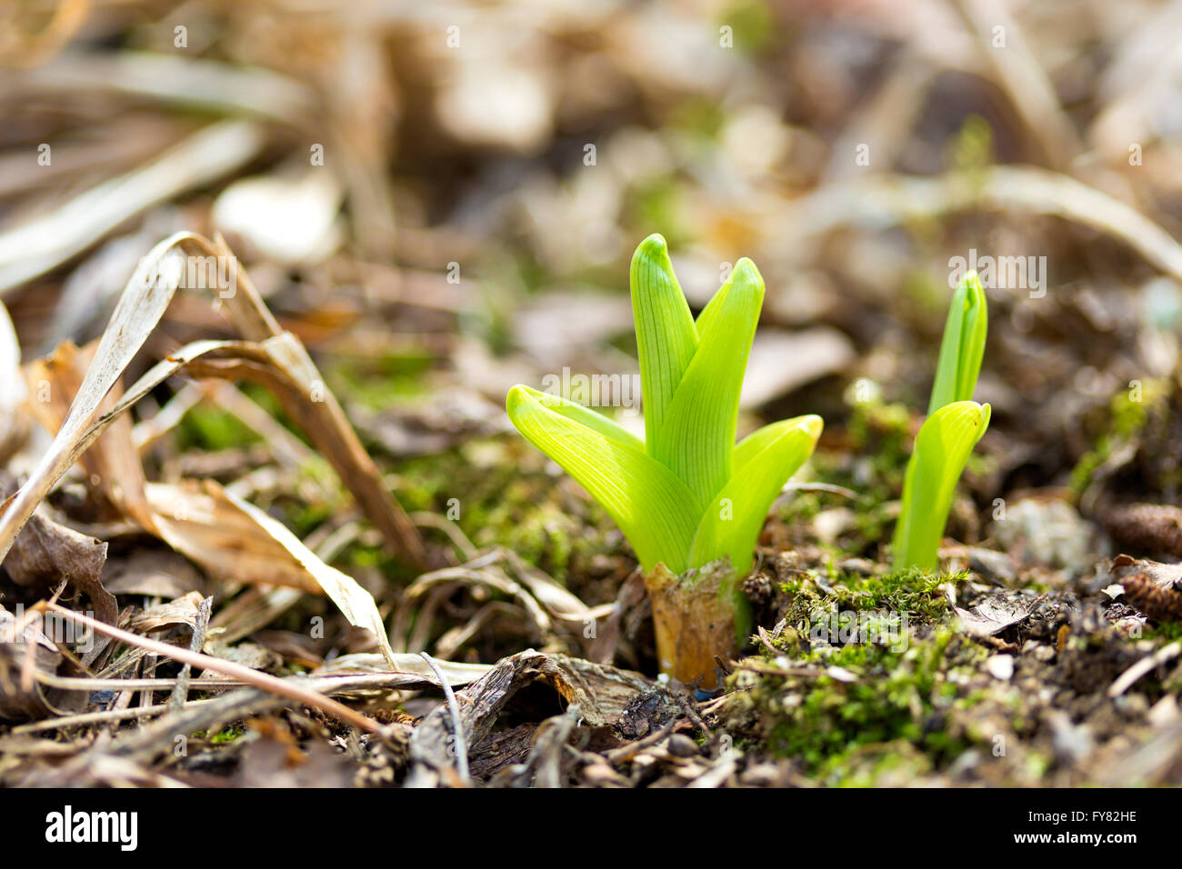 The scent of spring023 Stock Photo - Alamy