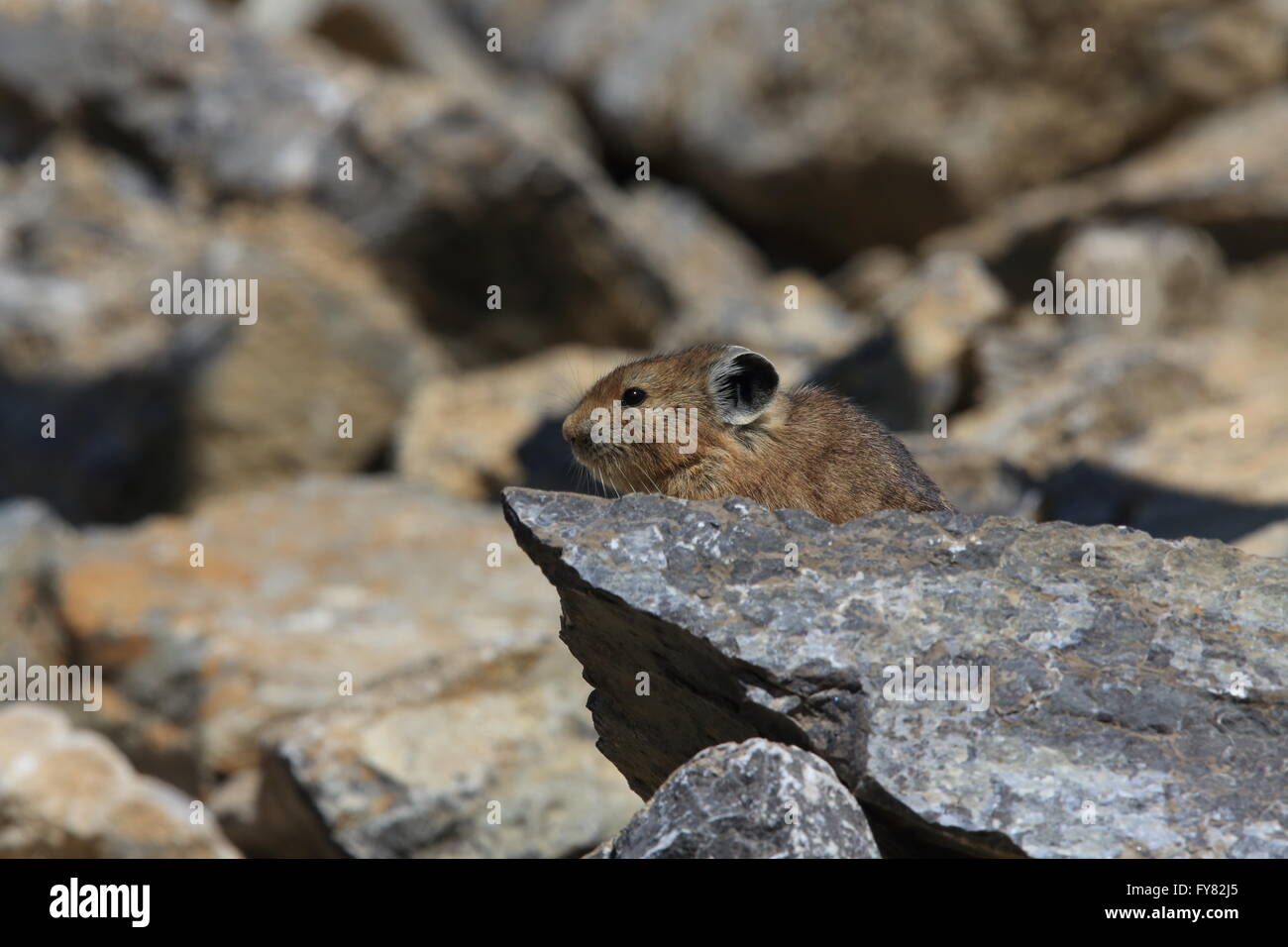Pika Yellowstone NP Stock Photo - Alamy