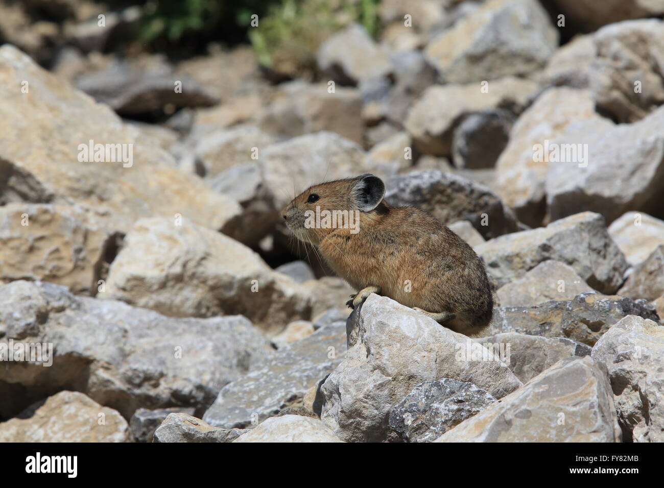 Pika Yellowstone NP Stock Photo - Alamy