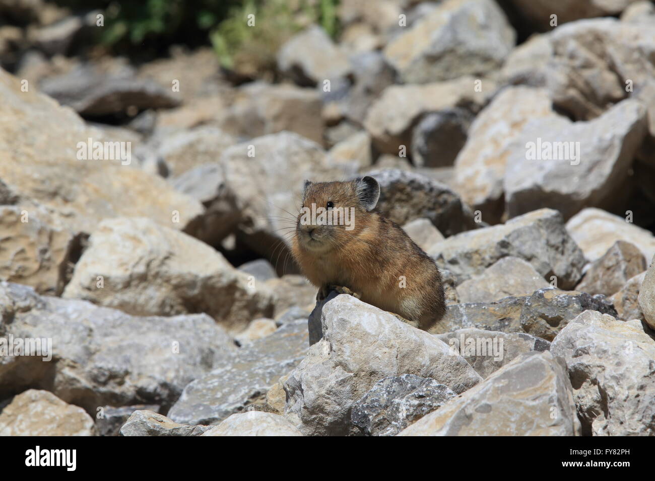 Pika Yellowstone NP Stock Photo - Alamy