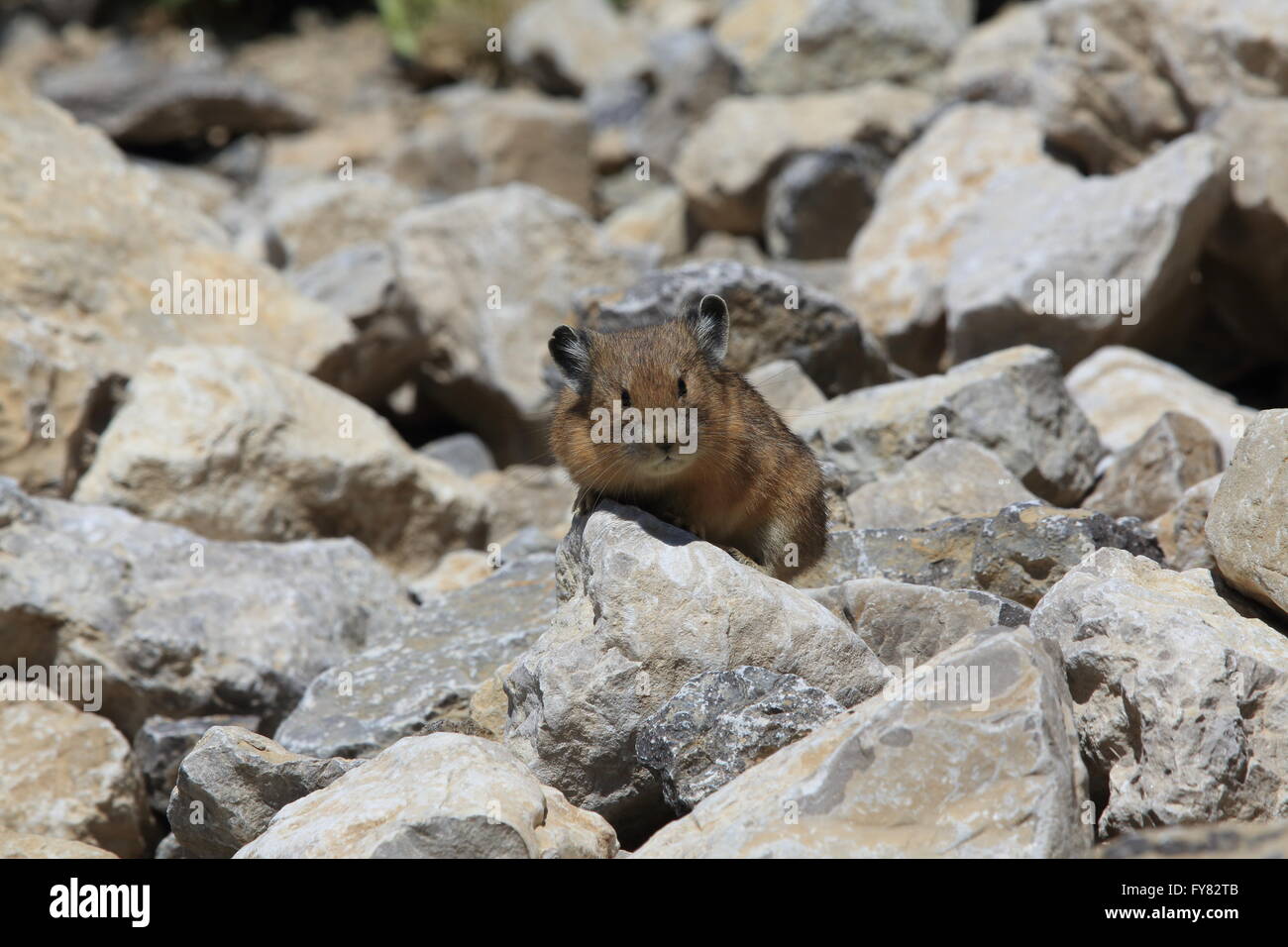 Pika Yellowstone NP Stock Photo - Alamy