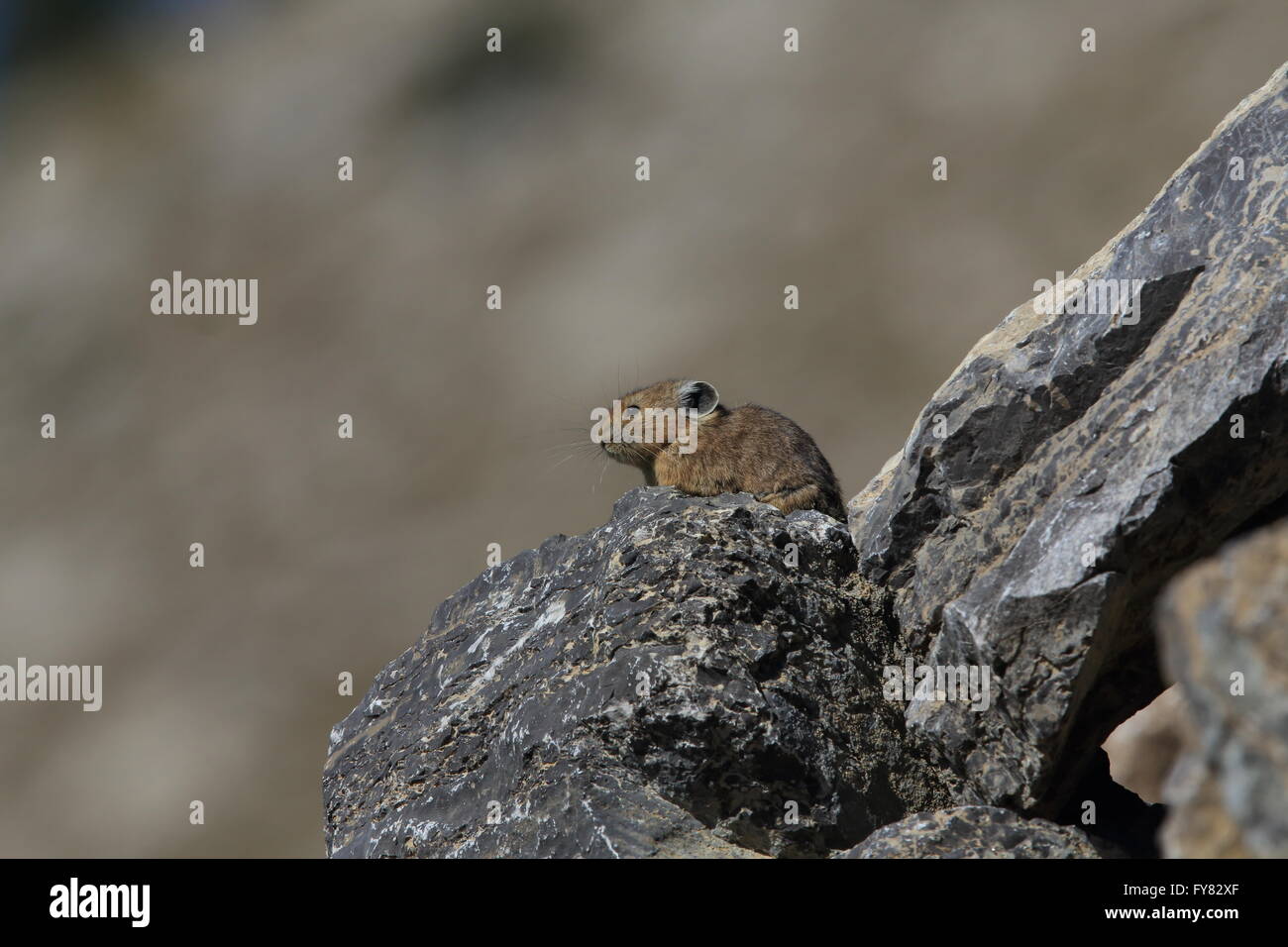 Pika Yellowstone NP Stock Photo - Alamy