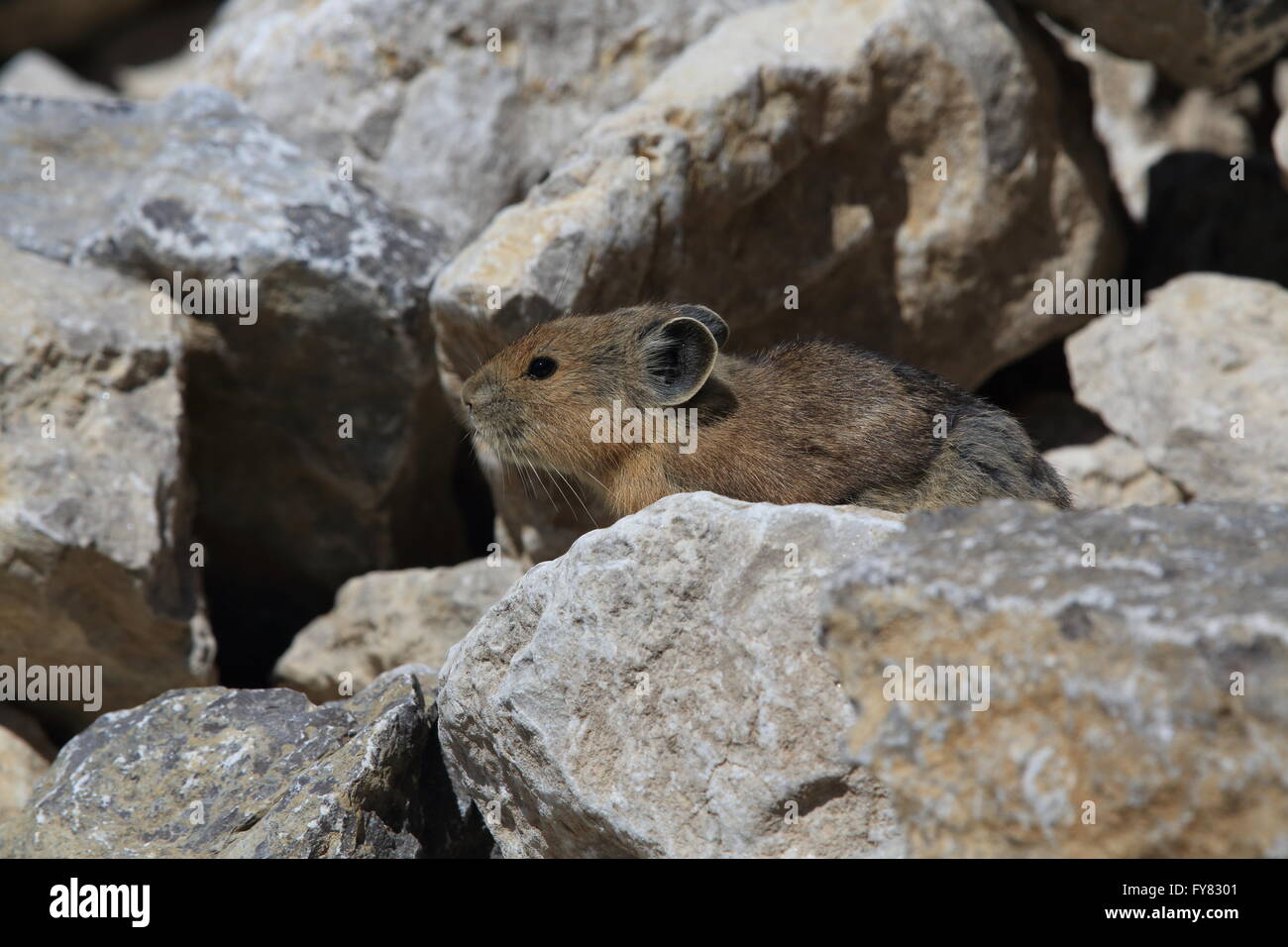 Pika Yellowstone NP Stock Photo - Alamy
