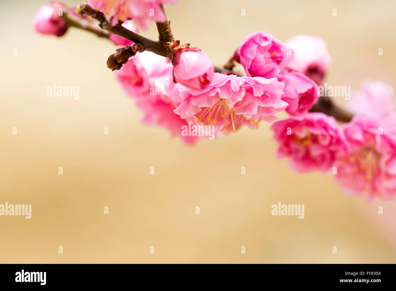The scent of spring069 Stock Photo - Alamy