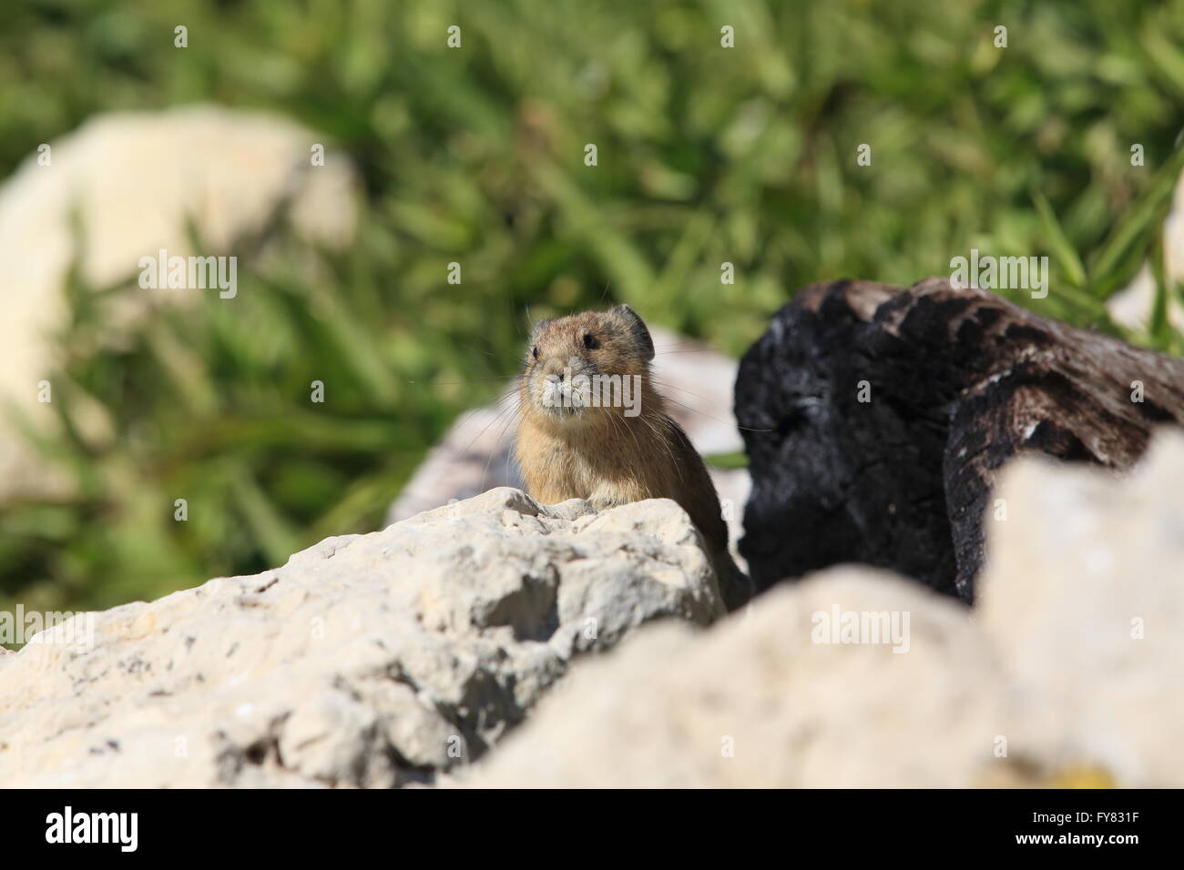 Pika Yellowstone NP Stock Photo - Alamy