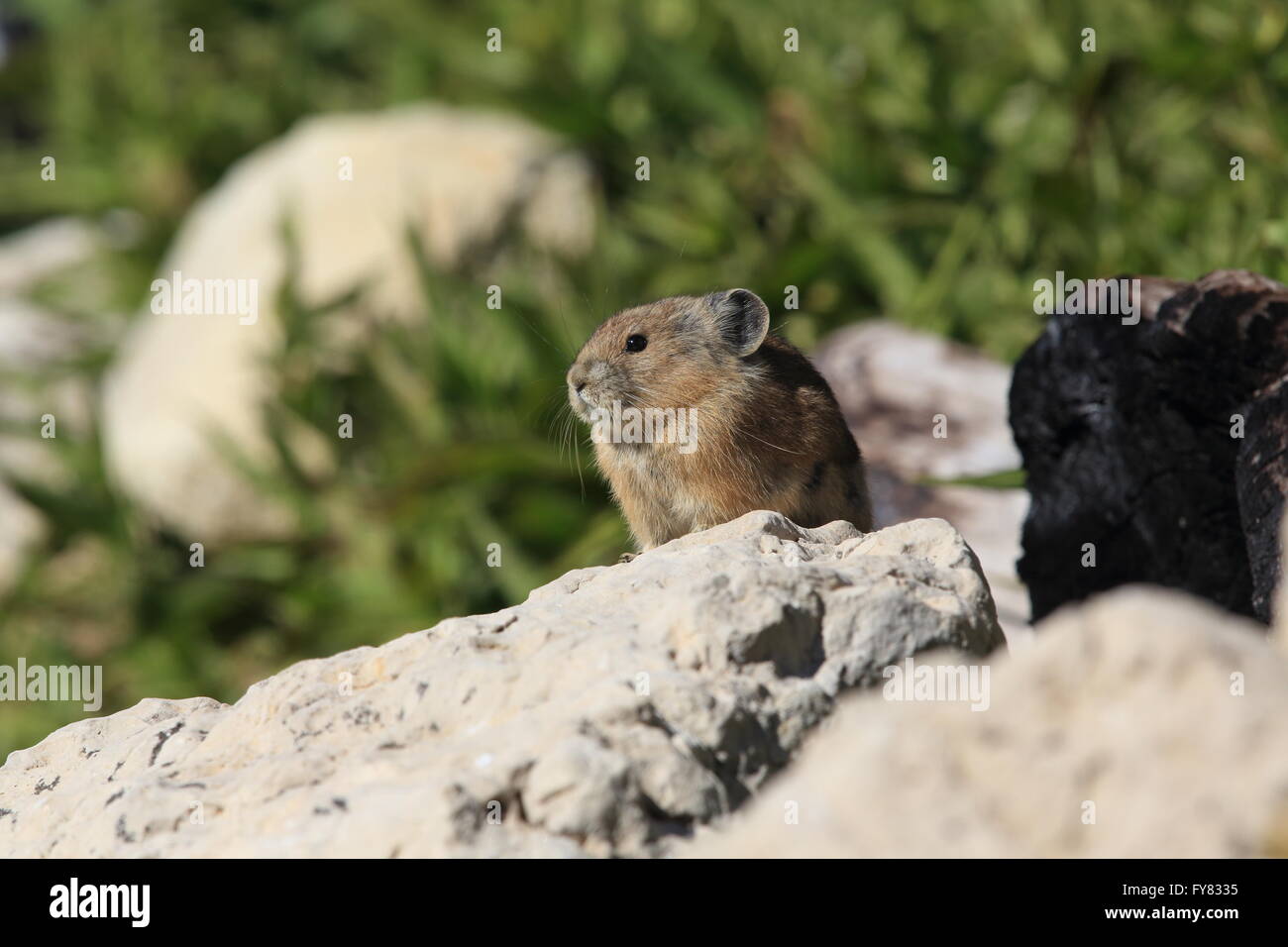 Pika Yellowstone NP Stock Photo - Alamy