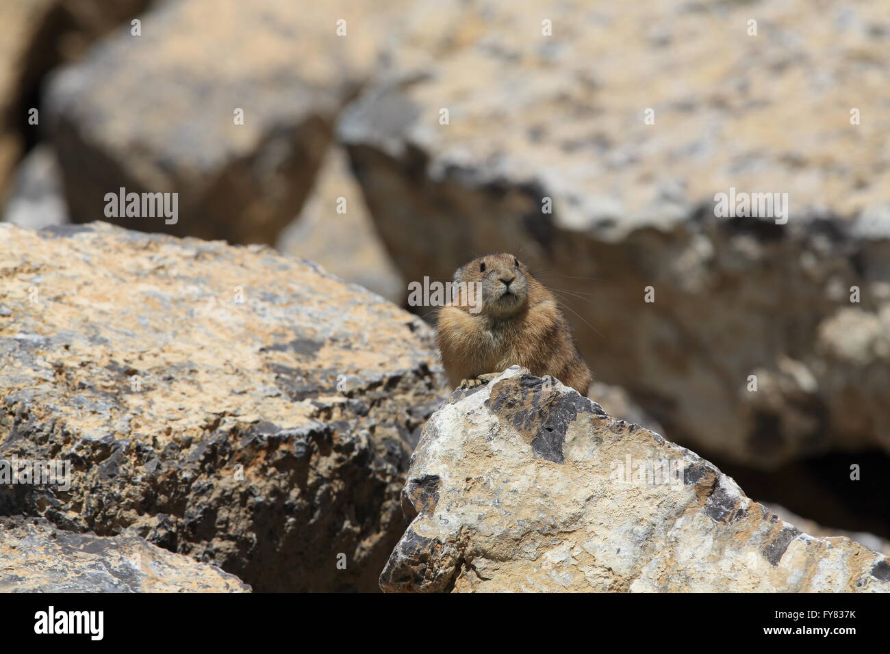 Pika Yellowstone NP Stock Photo - Alamy