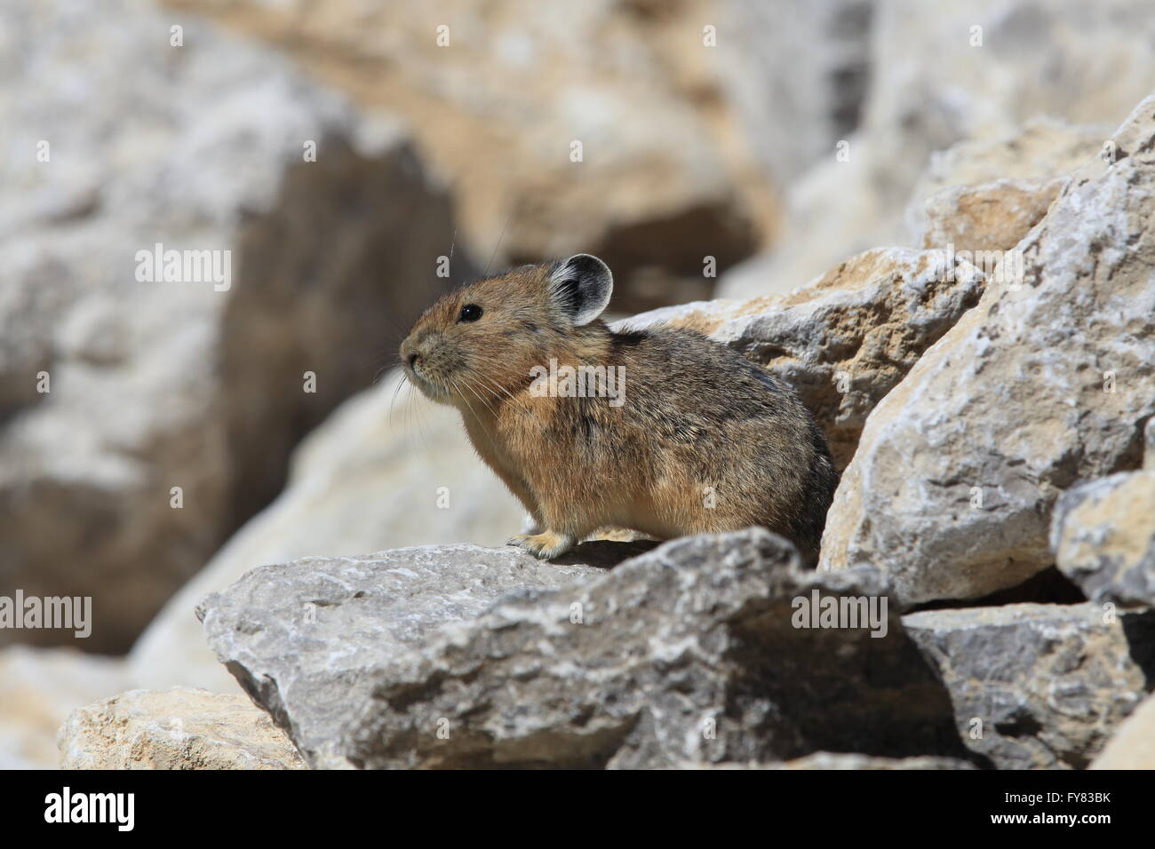 Pika Yellowstone NP Stock Photo - Alamy