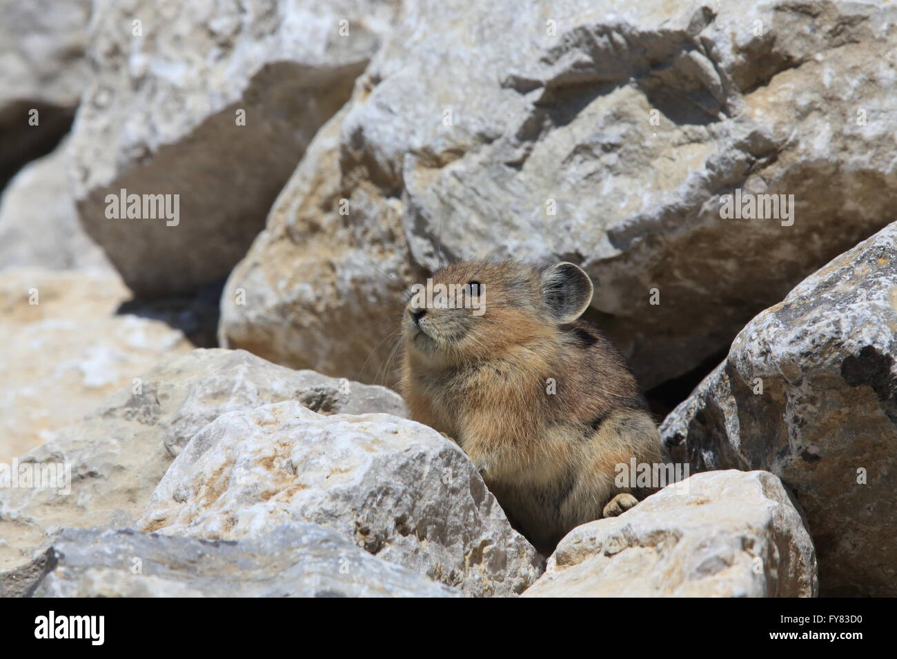Pika Yellowstone NP Stock Photo - Alamy