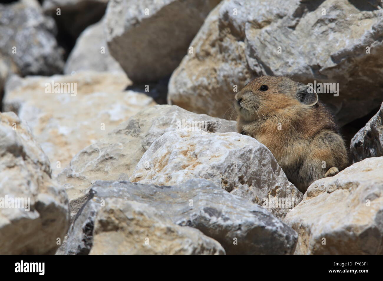 Pika Yellowstone NP Stock Photo - Alamy
