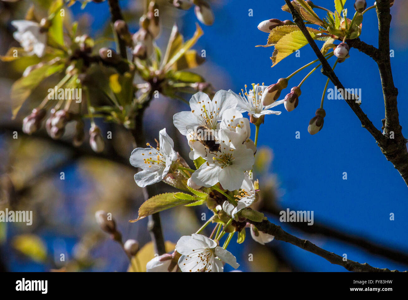 Worker bee hi-res stock photography and images - Alamy