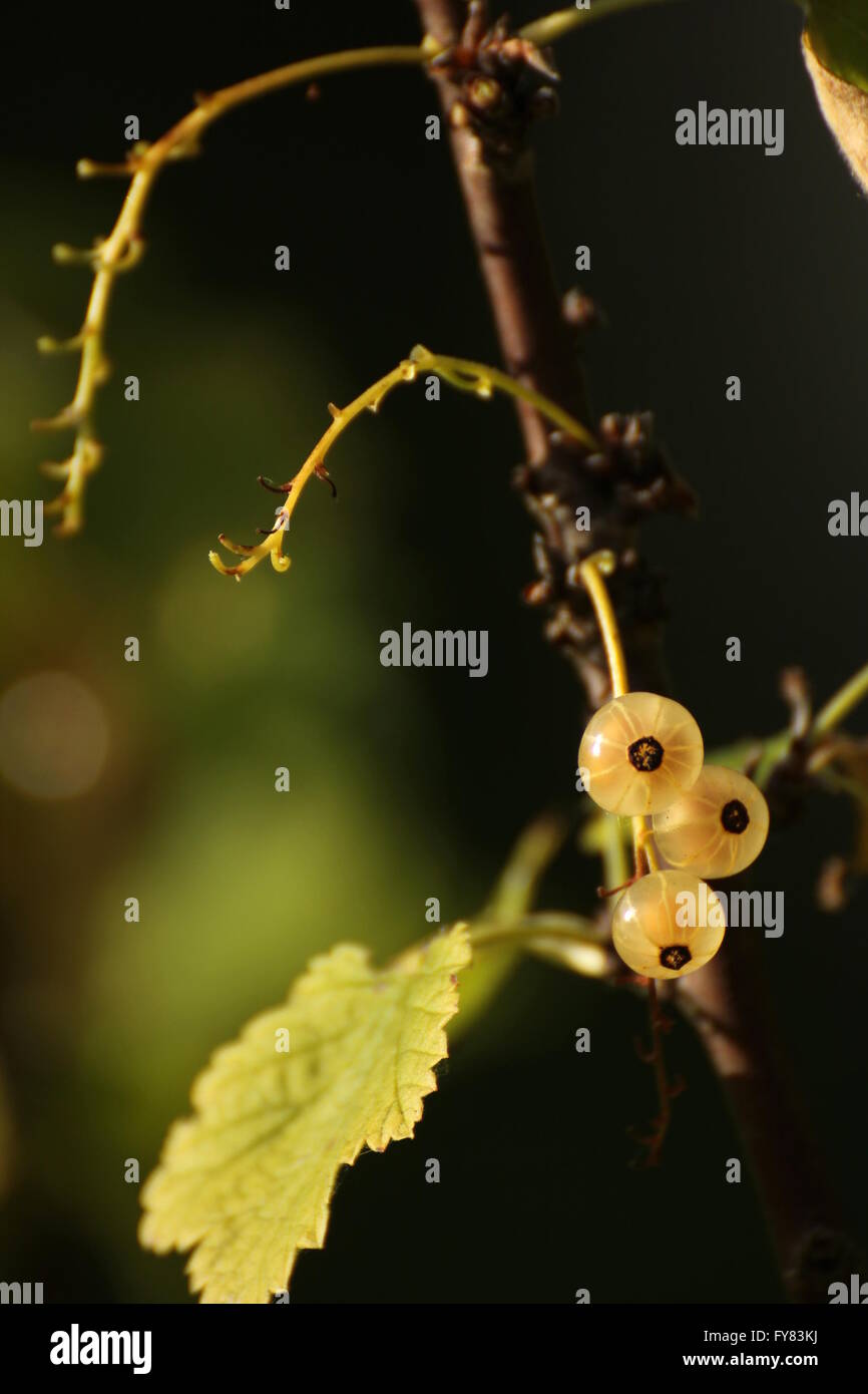 Last fruit on a white currant bush (Ribes rubrum Stock Photo - Alamy