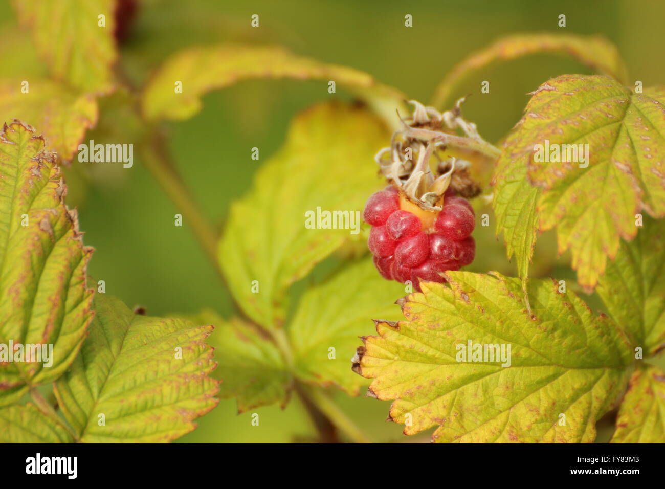 Raspberry (Rubus idaeus) growing in the wild with leaves Stock Photo ...