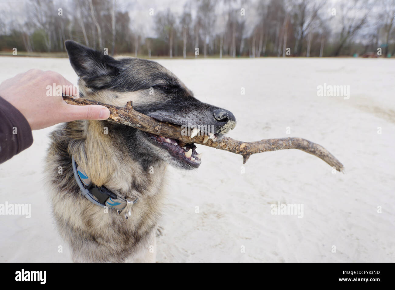 Dog biting stick Stock Photo - Alamy