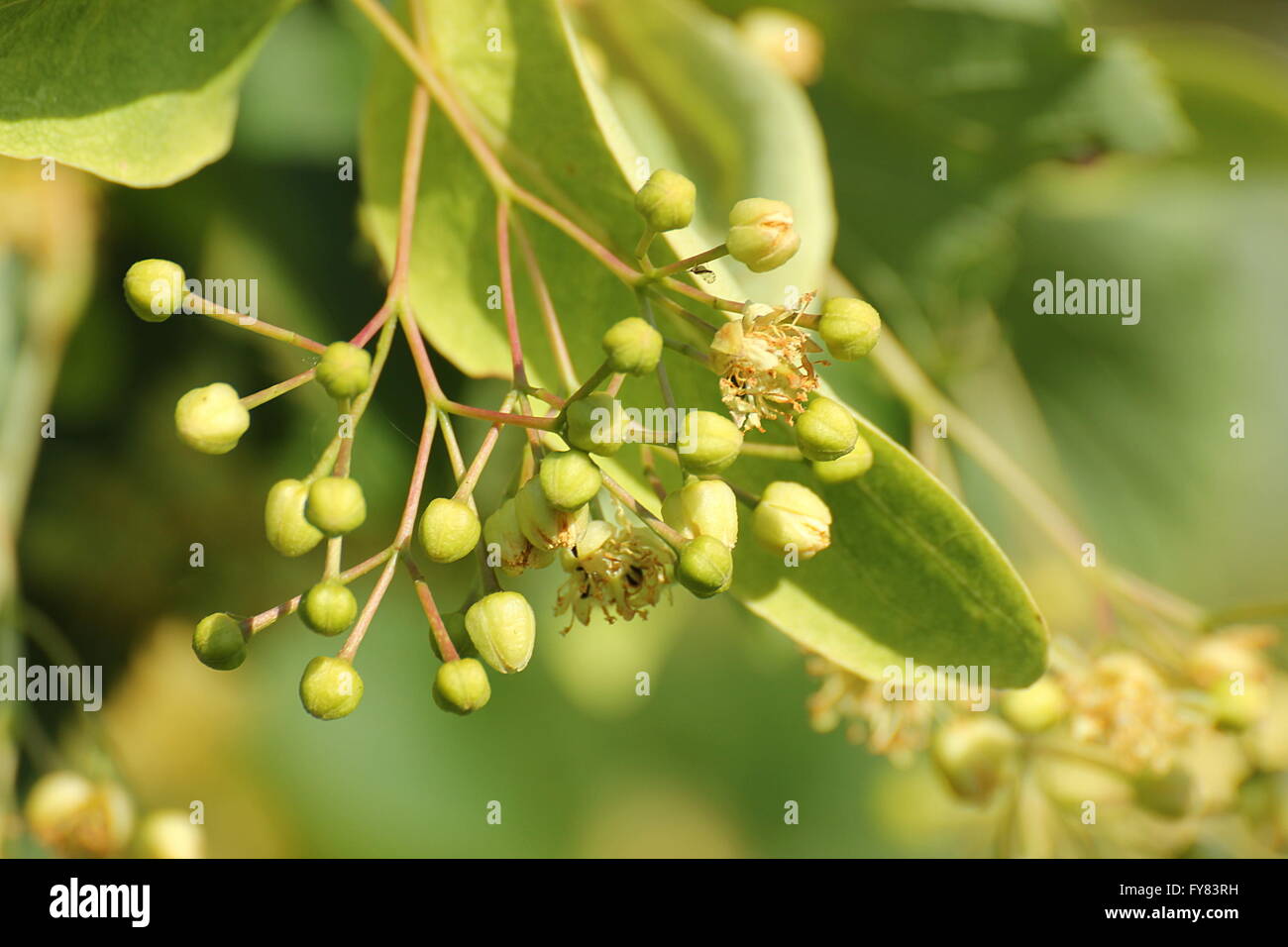 Tilia fruits hi-res stock photography and images - Alamy