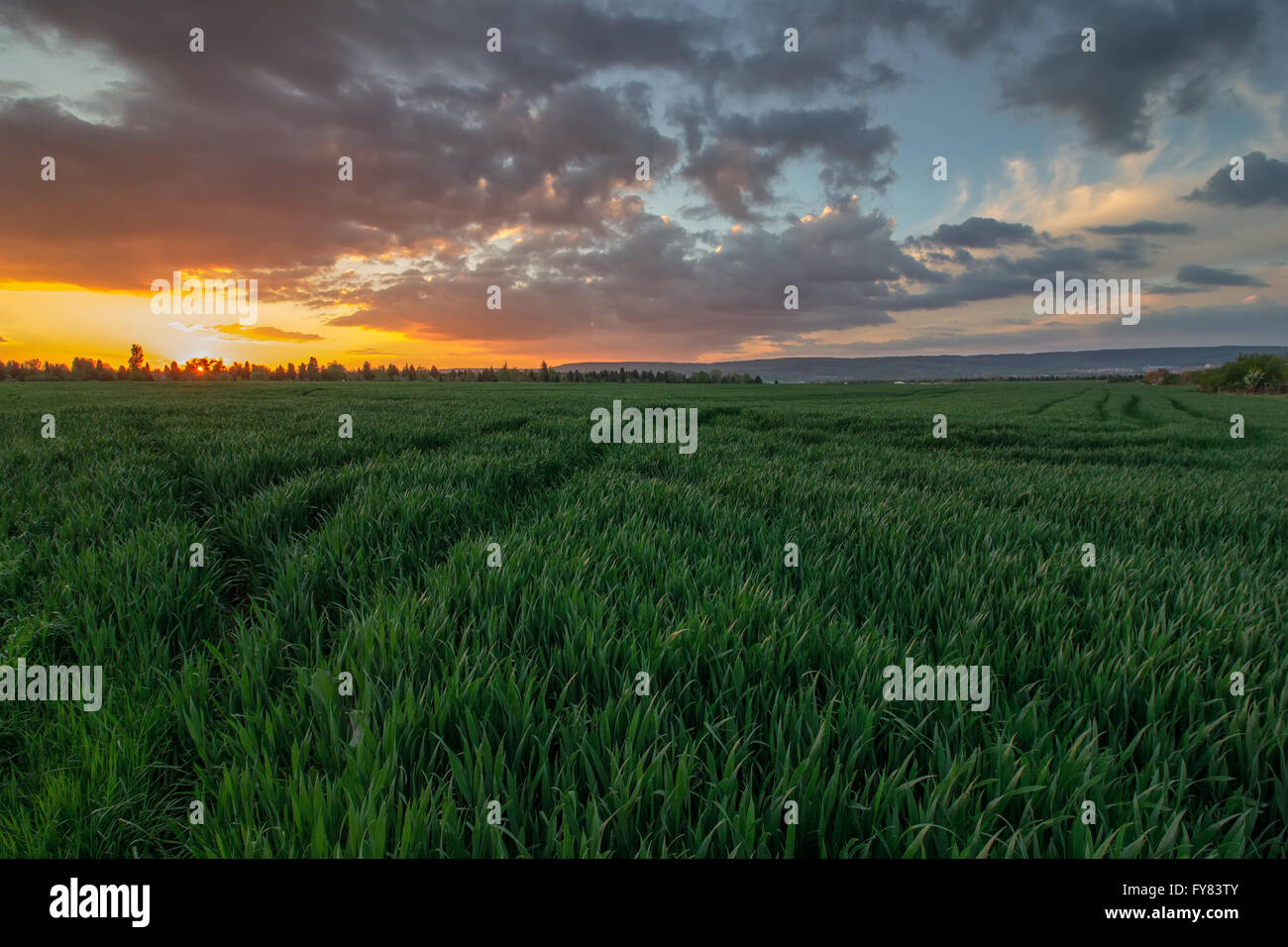 wheat field at sunset Stock Photo - Alamy
