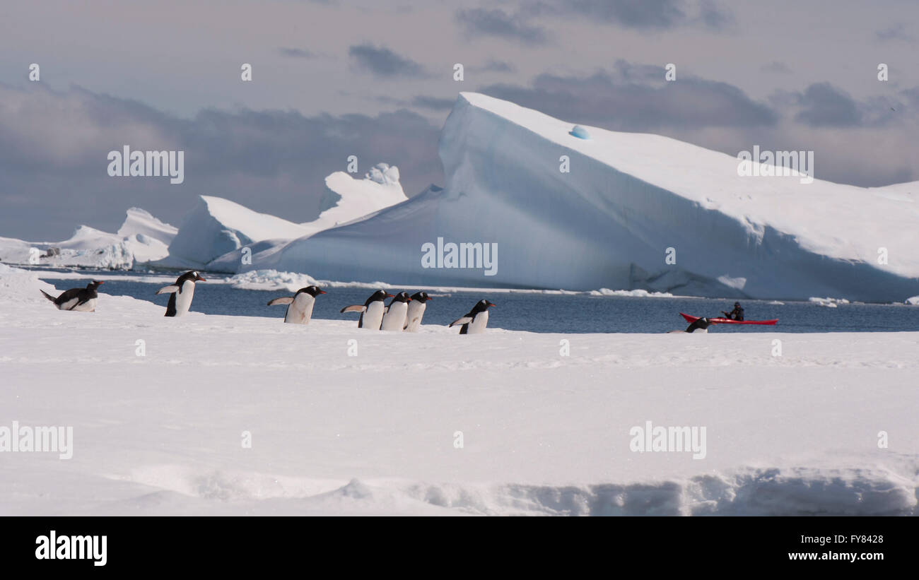 The north pole penguin hi-res stock photography and images - Alamy