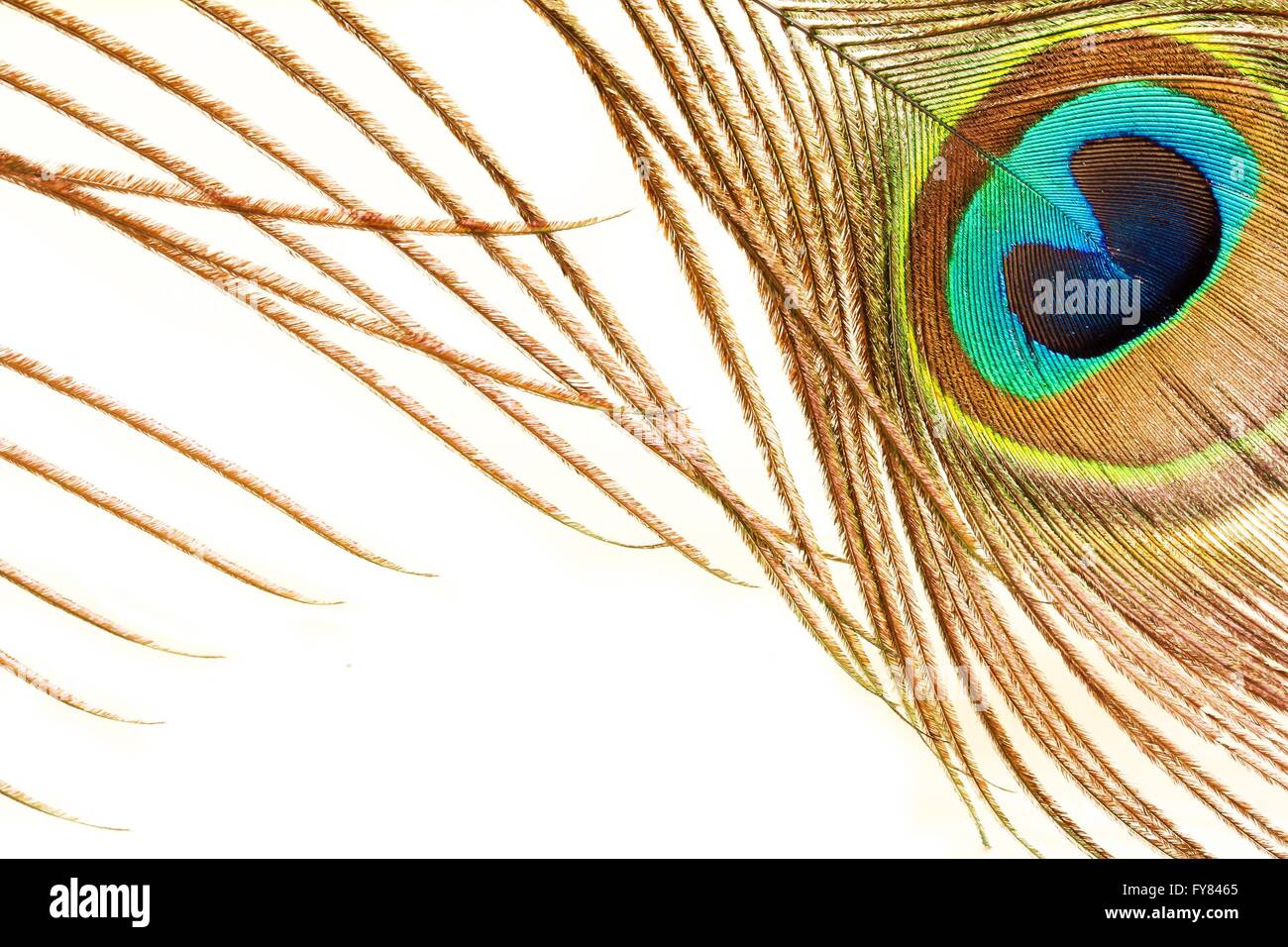 Beautiful Peacock feather with eye close up view Stock Photo - Alamy