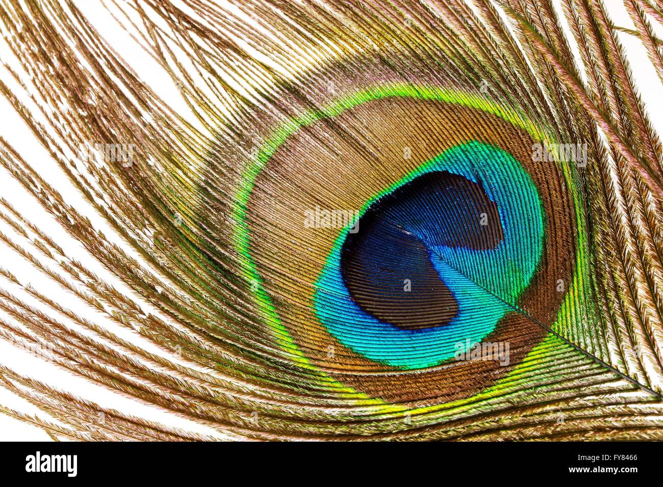 Beautiful Peacock feather with eye close up view Stock Photo - Alamy