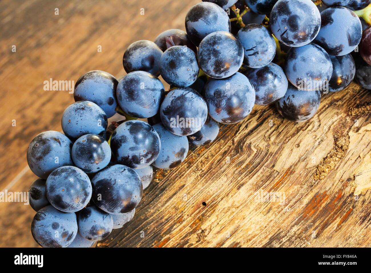 Concord grapes isolated on hi-res stock photography and images - Alamy