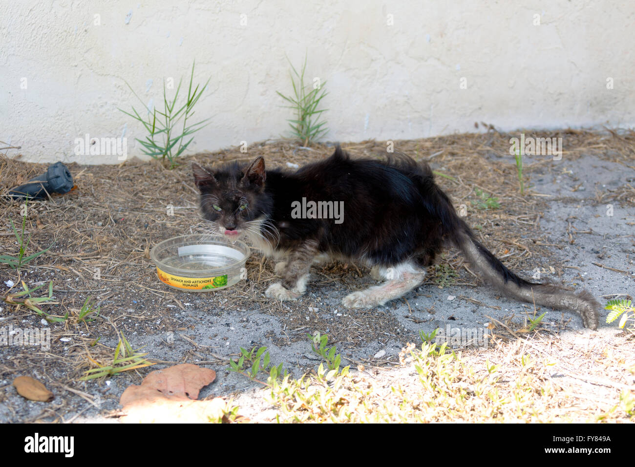 Wild kitty hi-res stock photography and images - Alamy