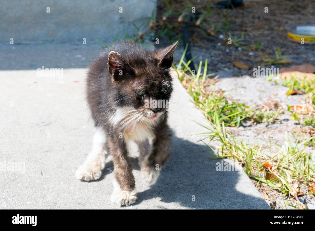 Stray dirty white cat hi-res stock photography and images - Alamy