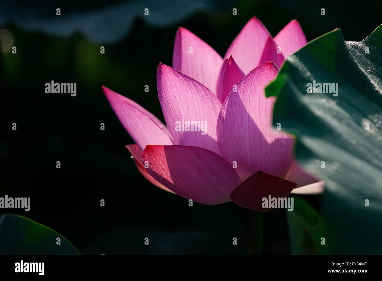 Lotus flower shadow hi-res stock photography and images - Alamy