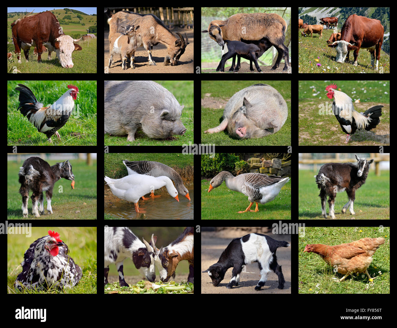 Farm animals chicken pig hi-res stock photography and images - Alamy