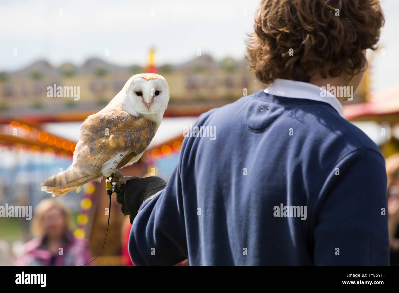 Falconer with Barn Owl, Tyto alba, part of falconry display at St ...