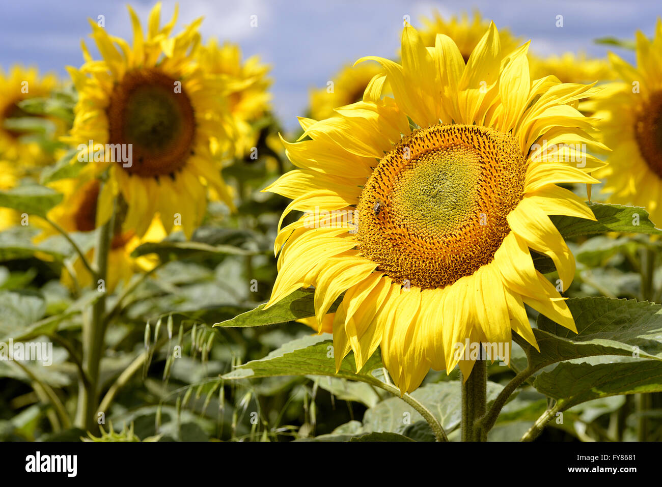 Helianthus plant macro hi-res stock photography and images - Alamy