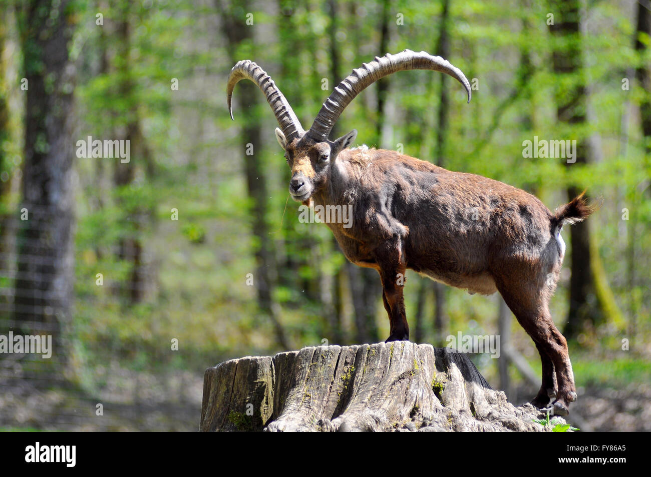 Ibex goat hi-res stock photography and images - Alamy