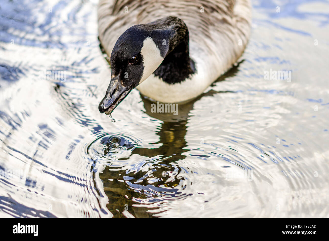 goose on the water Stock Photo - Alamy
